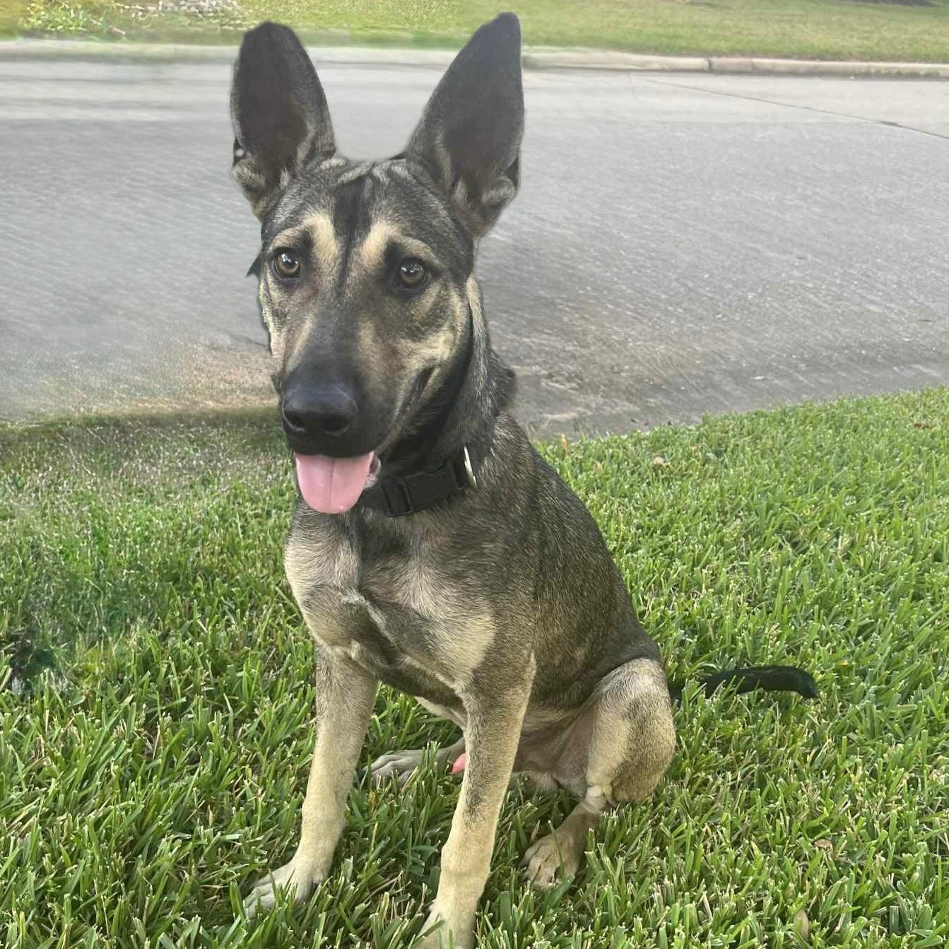 Dog for adoption - Jack GS, a German Shepherd Dog in Clive, IA | Petfinder