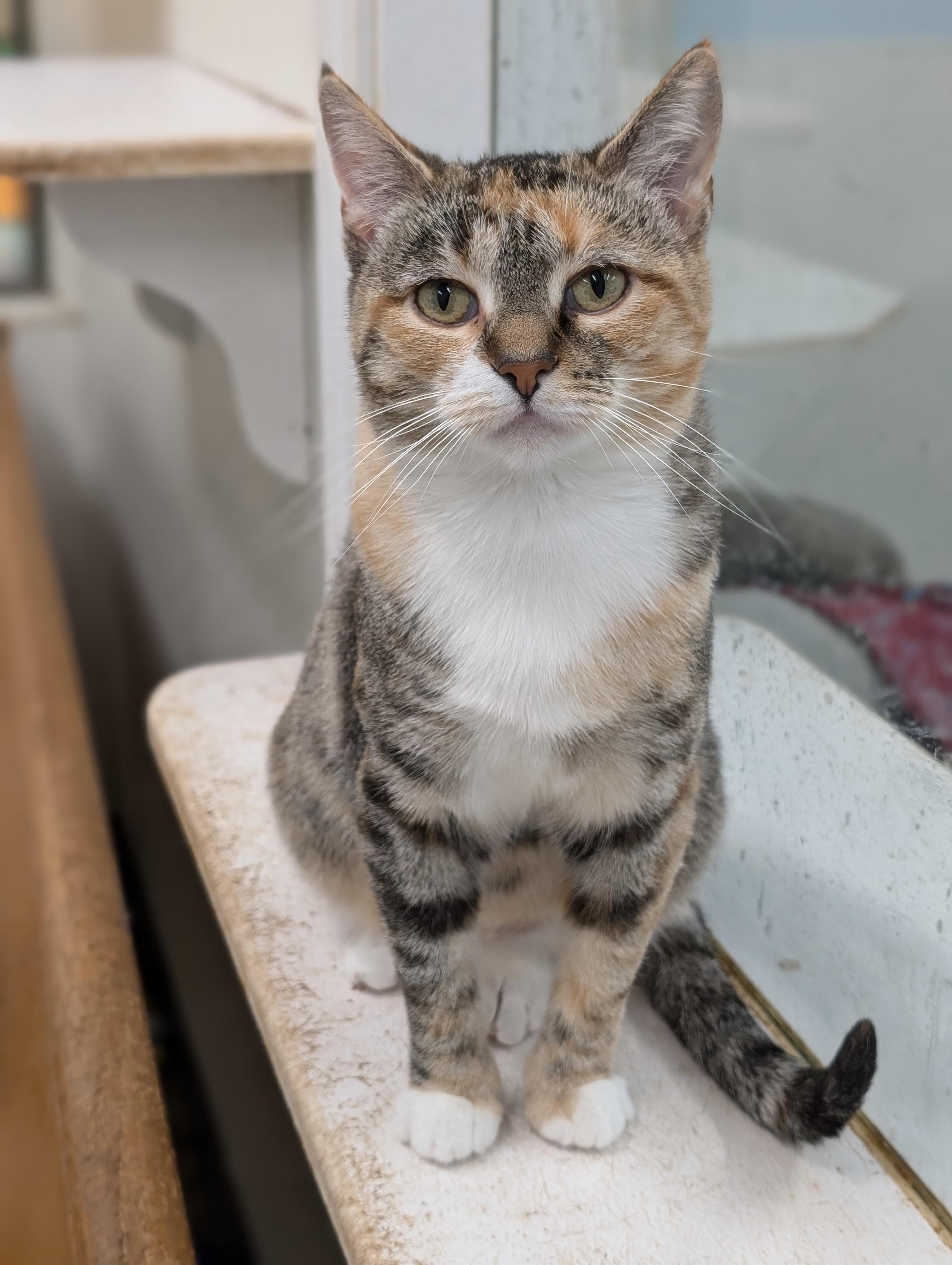 Cat for adoption - Ava, a Domestic Short Hair in Tilton, IL | Petfinder