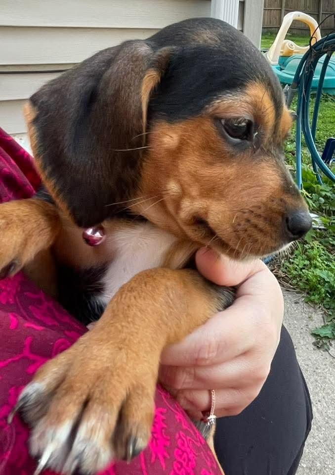 Dog for adoption - Chelsea, a Mixed Breed in East Peoria, IL | Petfinder