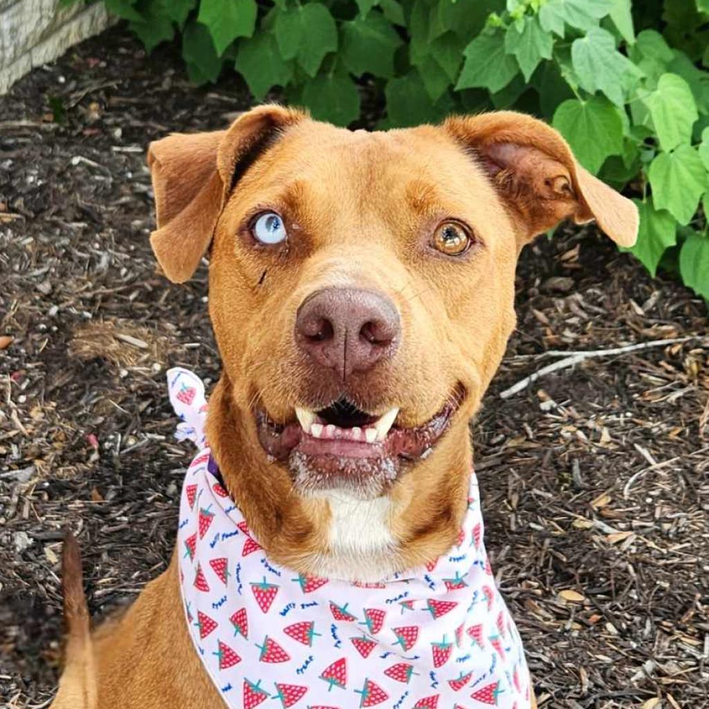 Dog for adoption - Sierra JuM, a Vizsla Mix in Hoffman Estates, IL ...