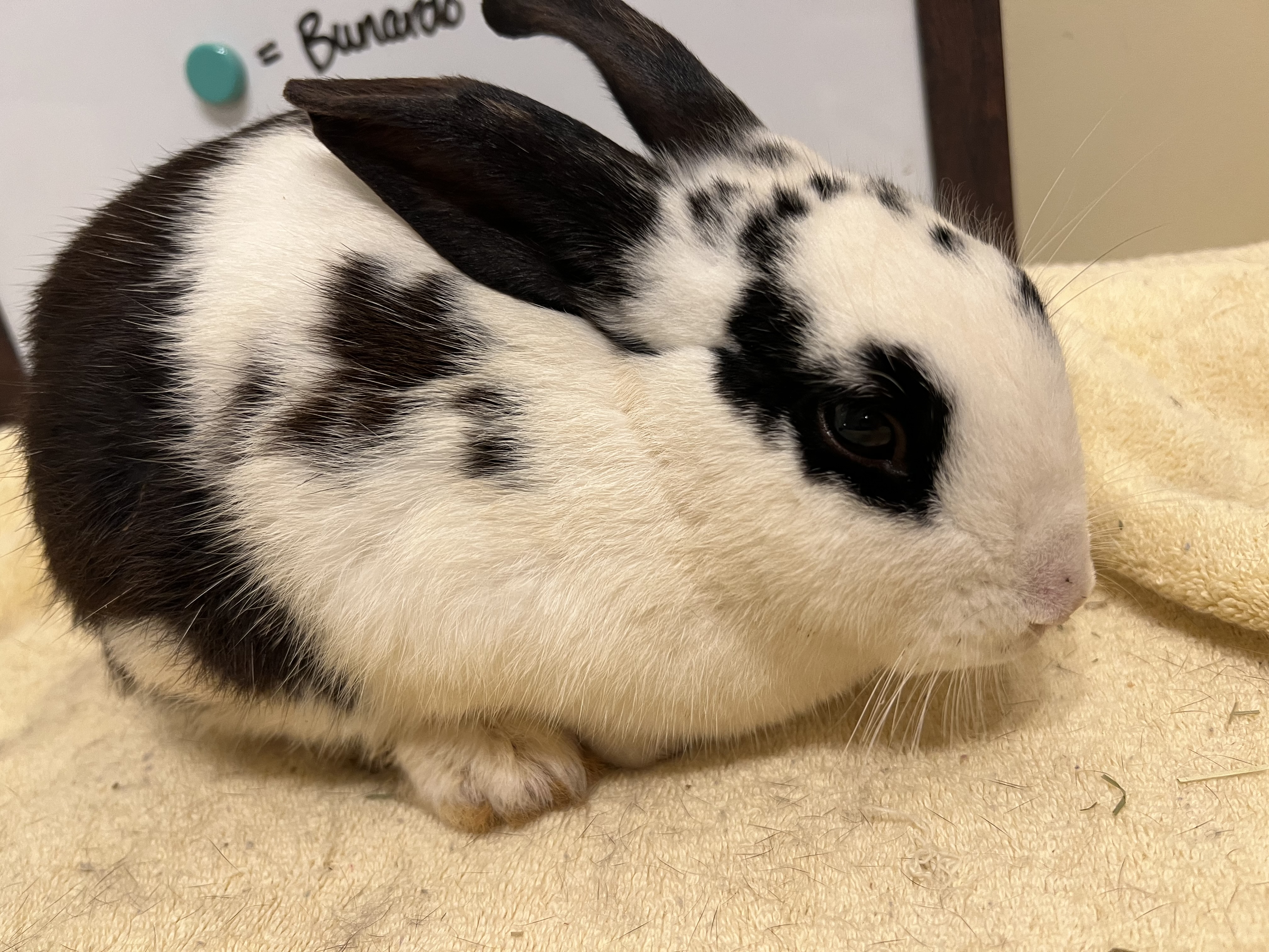Rabbit for adoption - Ringo, an English Spot & Bunny Rabbit Mix in ...