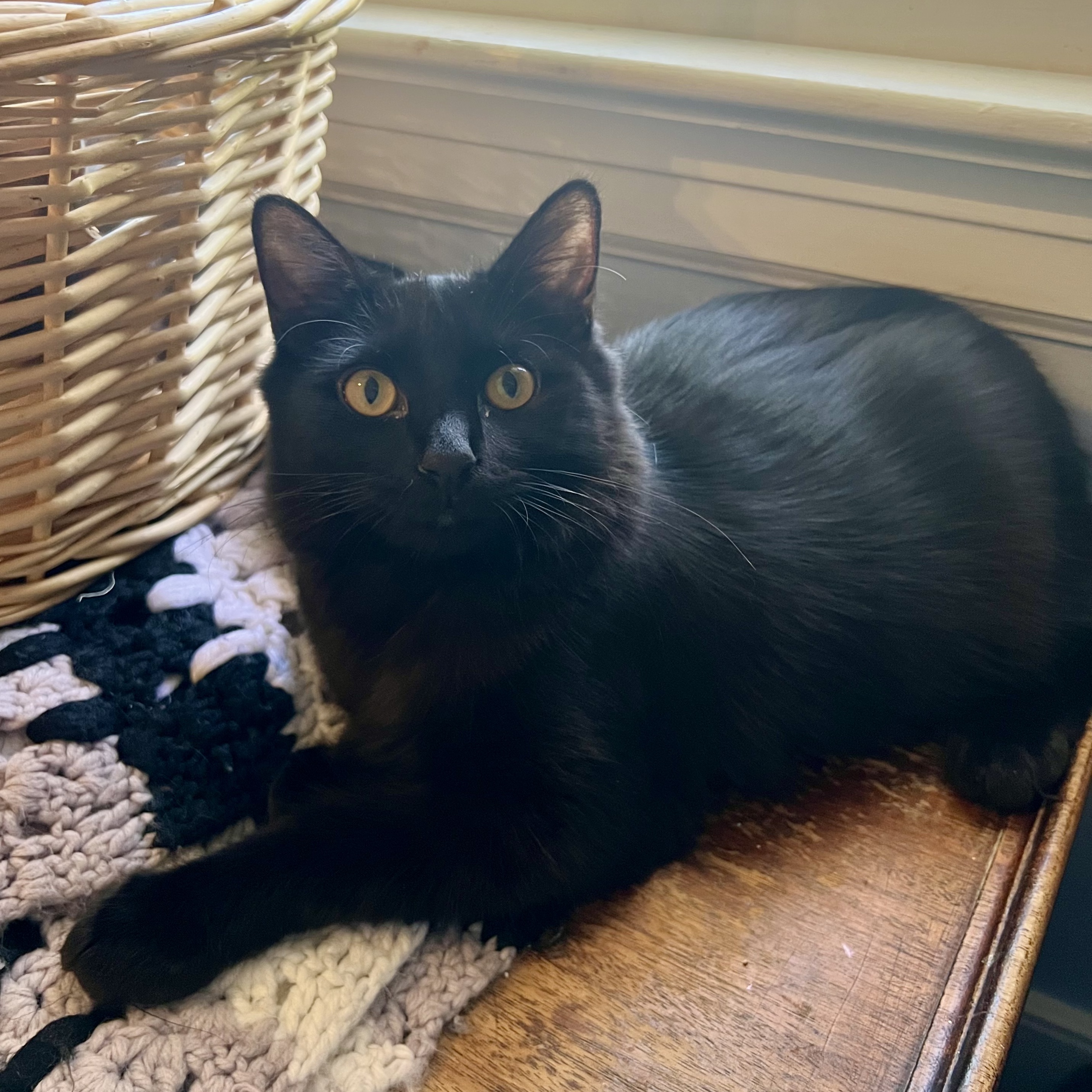 Available Cats and Kittens – Purring Hearts VA