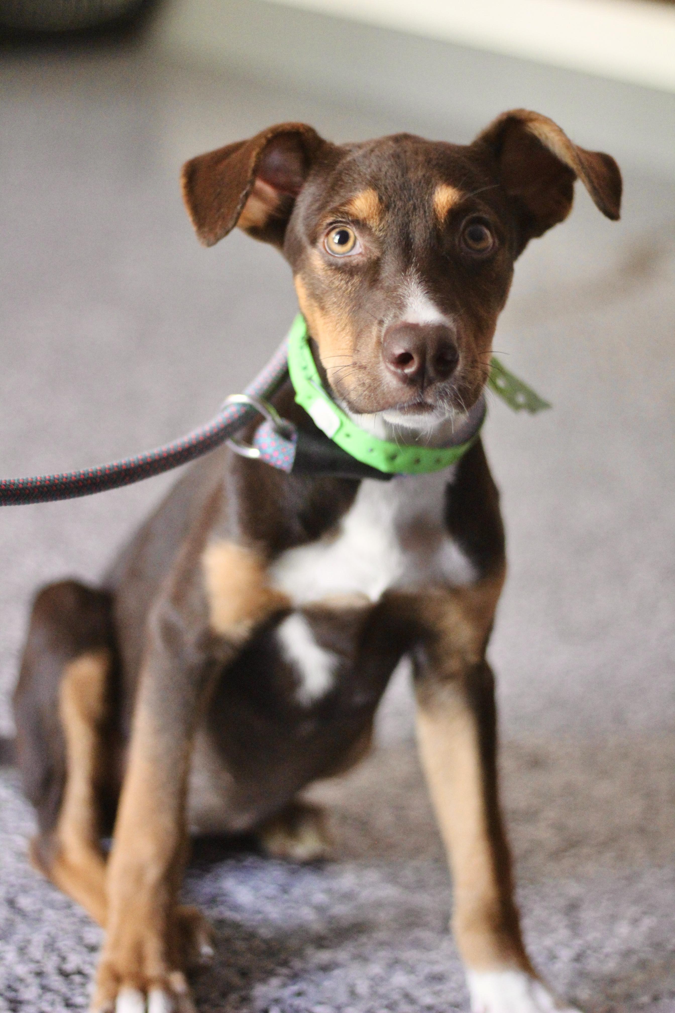 Dog for adoption - Hampton in NH! Come Meet our Adoptable Dogs ...