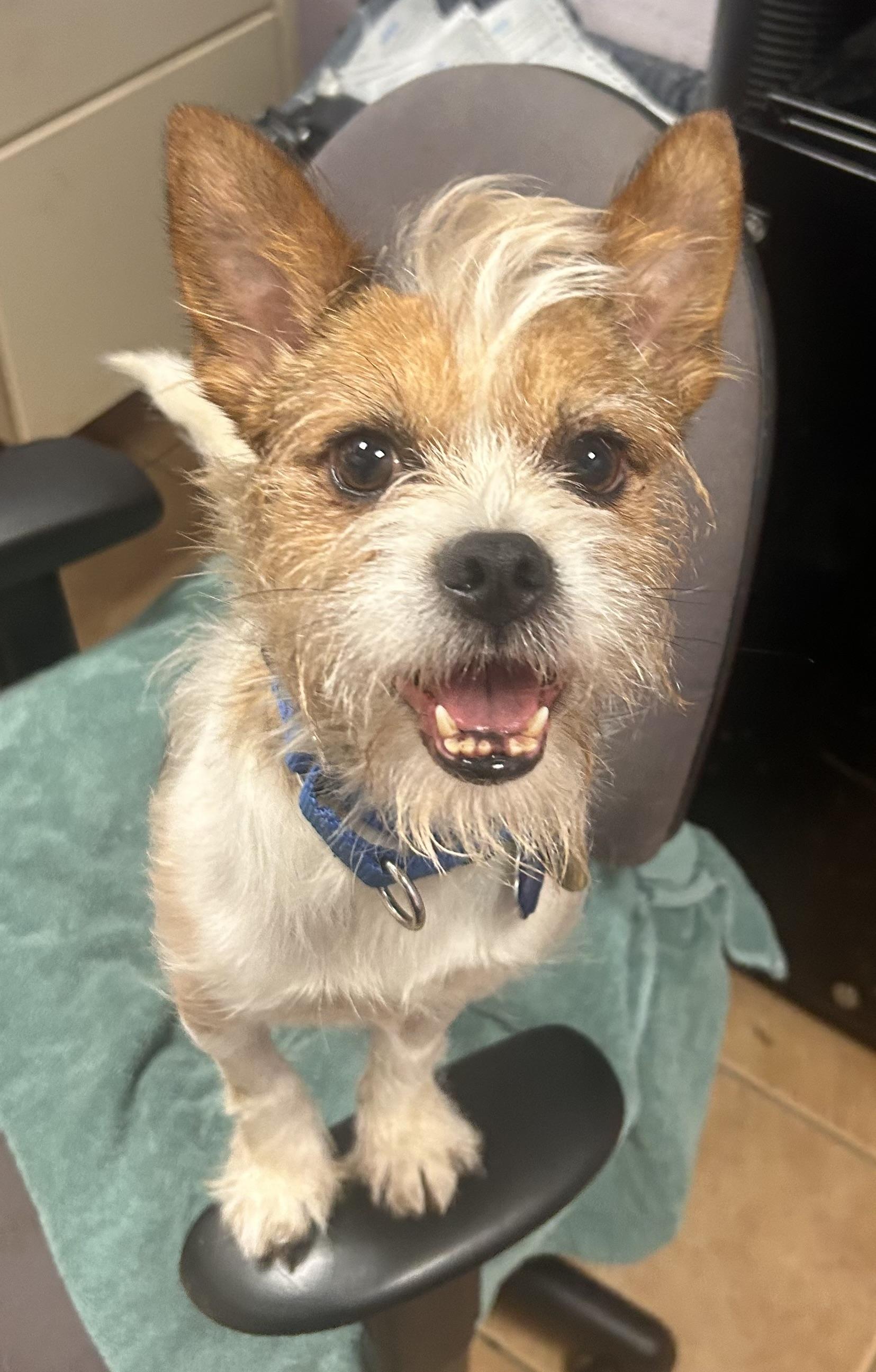 Dog for adoption - King Mohawk, a Jack Russell Terrier & Border Terrier ...