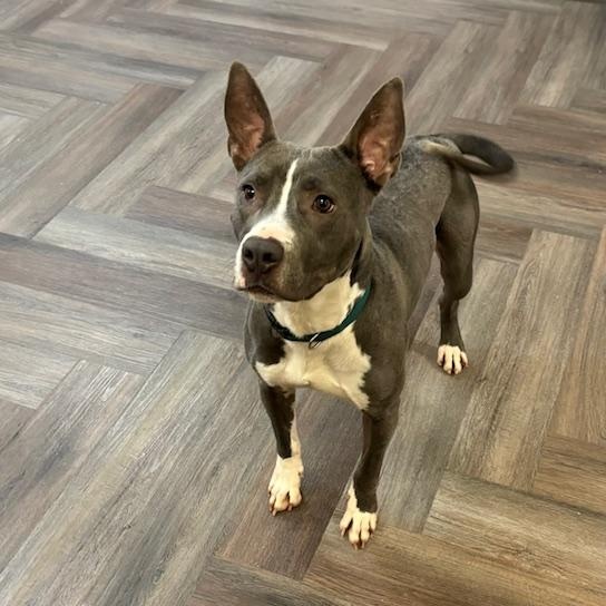 Dog for adoption - West, a Pit Bull Terrier Mix in Poplar Bluff, MO ...