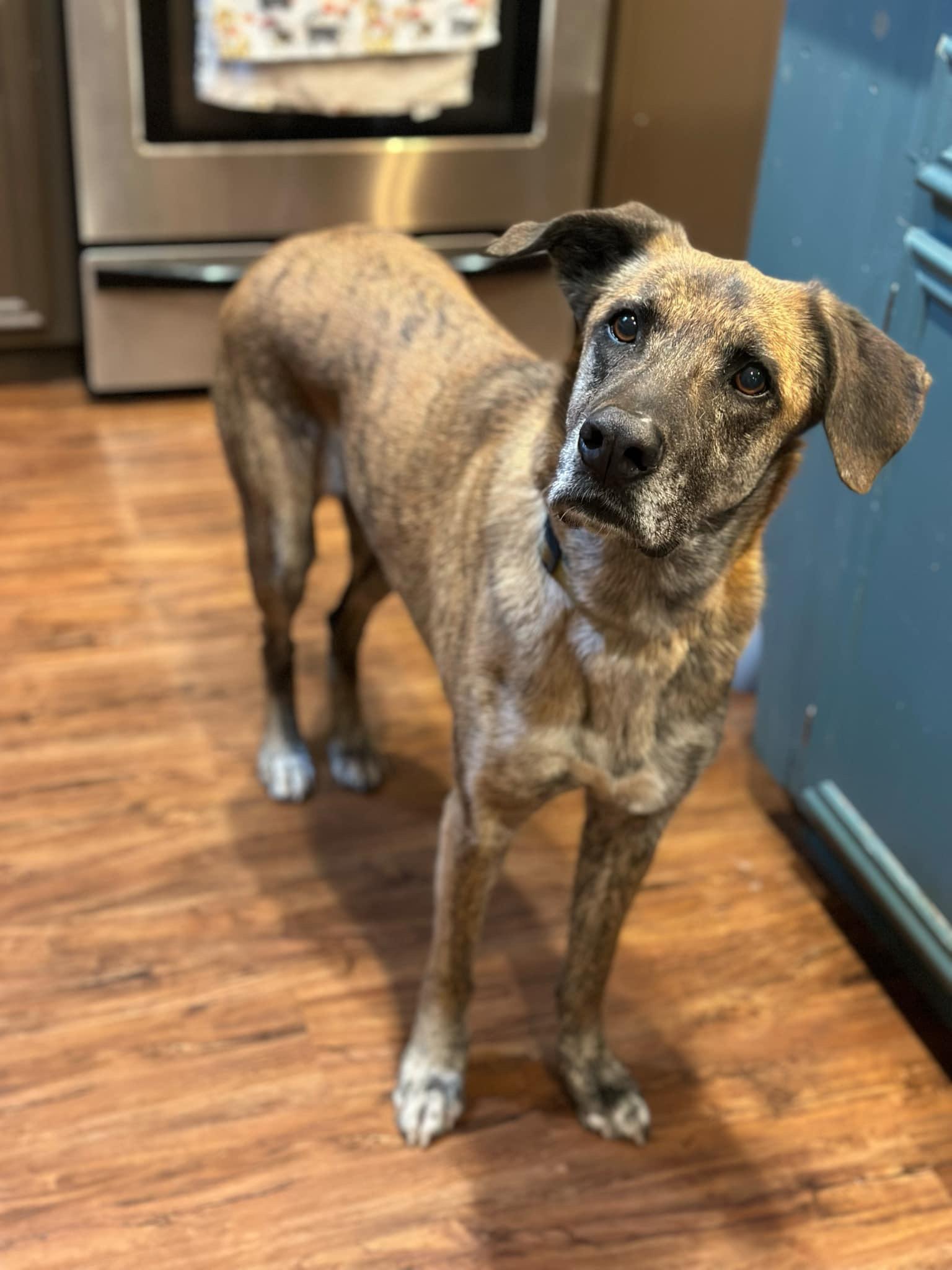 Dog for adoption - Fiona, a Mountain Cur & German Shepherd Dog Mix in ...