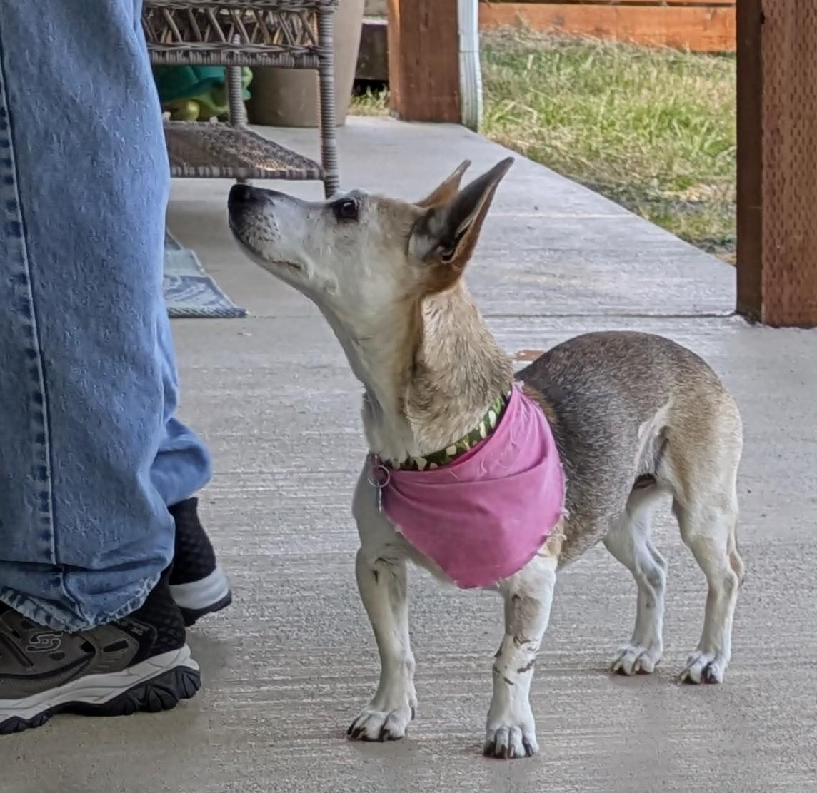 Dog for adoption - Dory, a Mixed Breed in Puyallup, WA | Petfinder