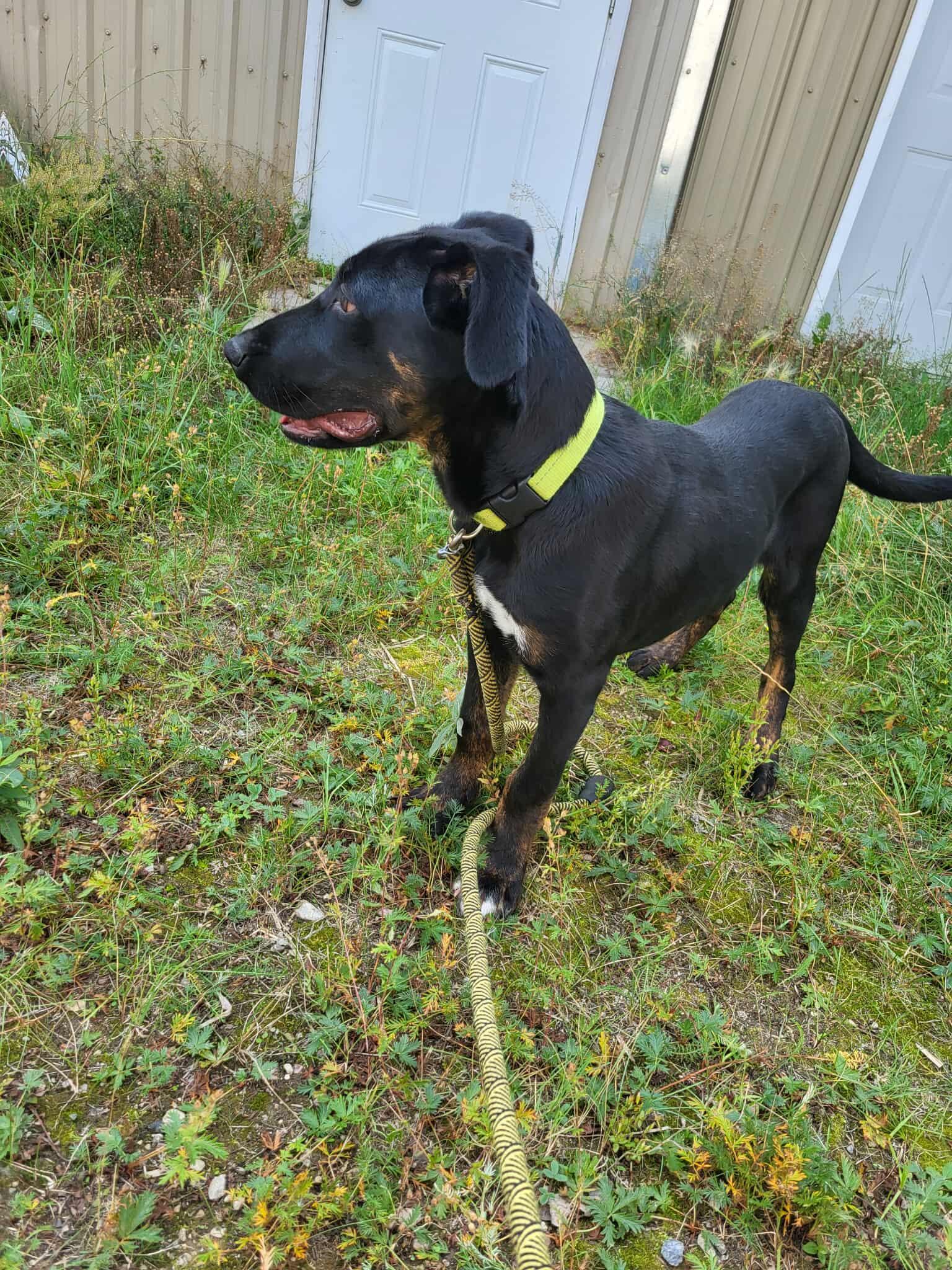 Dog for adoption - Shiloh and Timmie, a Rottweiler & German Shorthaired ...