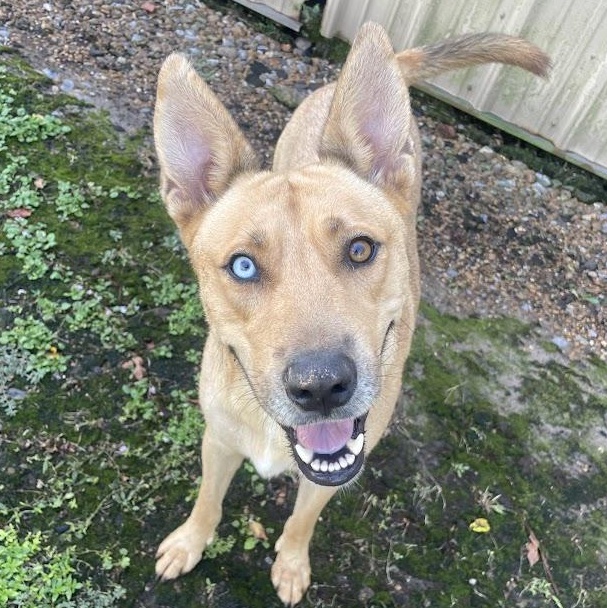 Dog for adoption - Dingo, a Shepherd Mix in Ransomville, NY | Petfinder