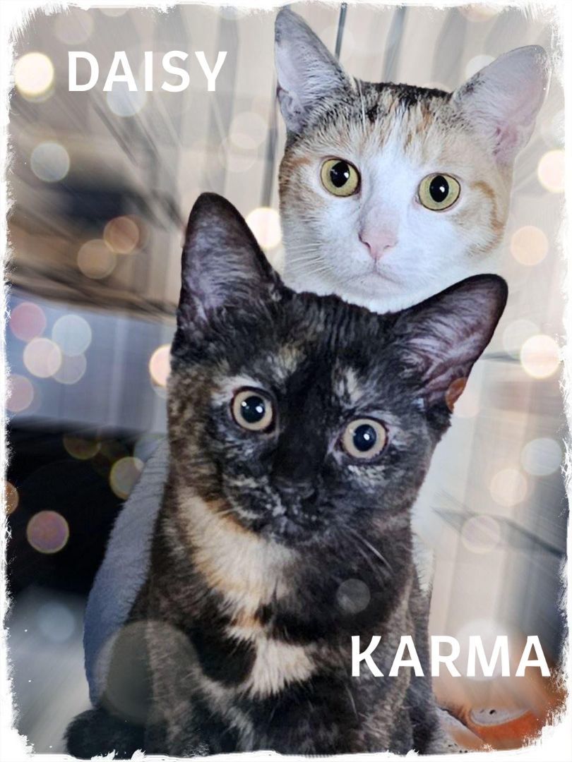 Cat for adoption - Daisy & Karma, a Calico in Whiting, IN | Petfinder