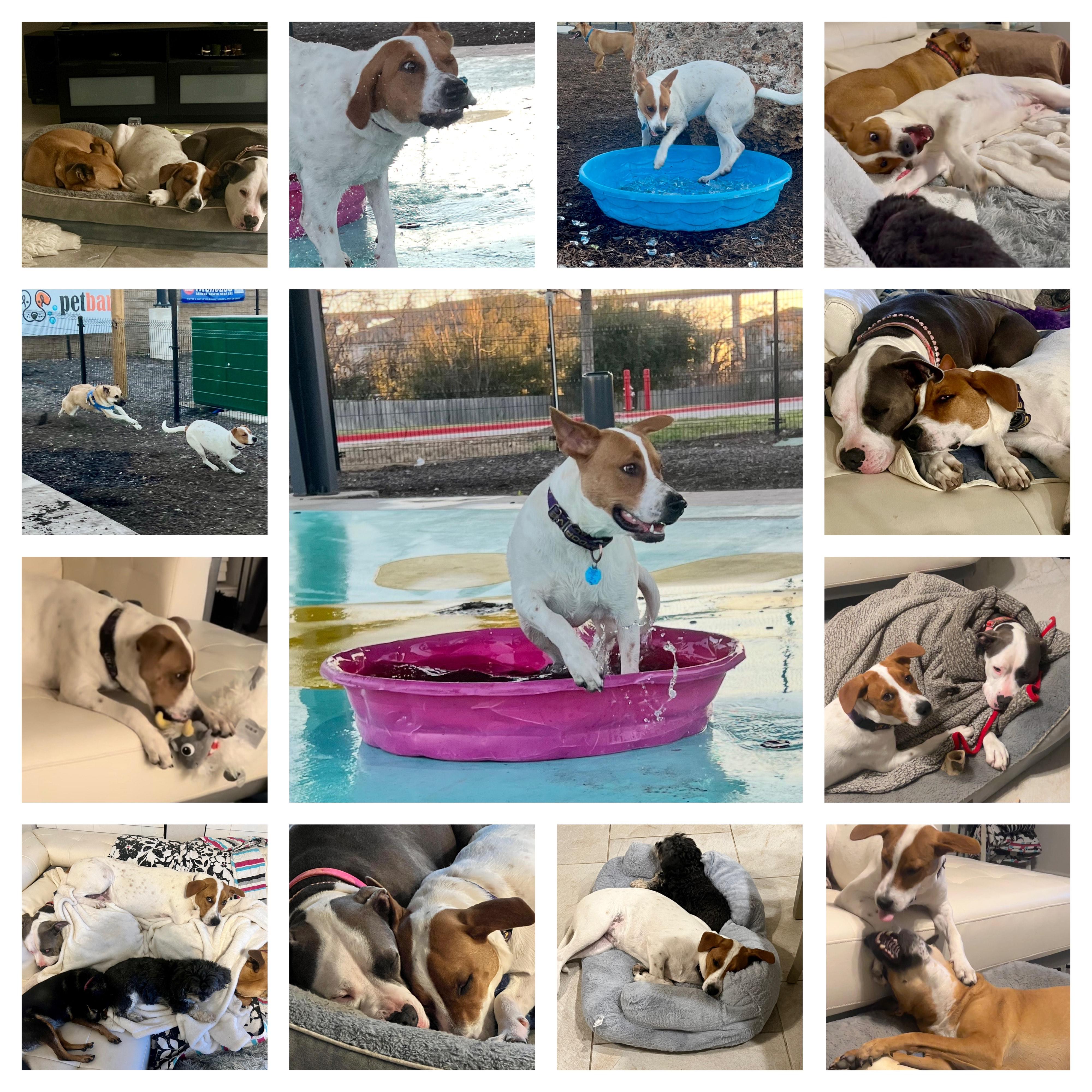 Dog for adoption - Bingo KC, a Labrador Retriever & Beagle Mix in brattleboro, VT | Petfinder