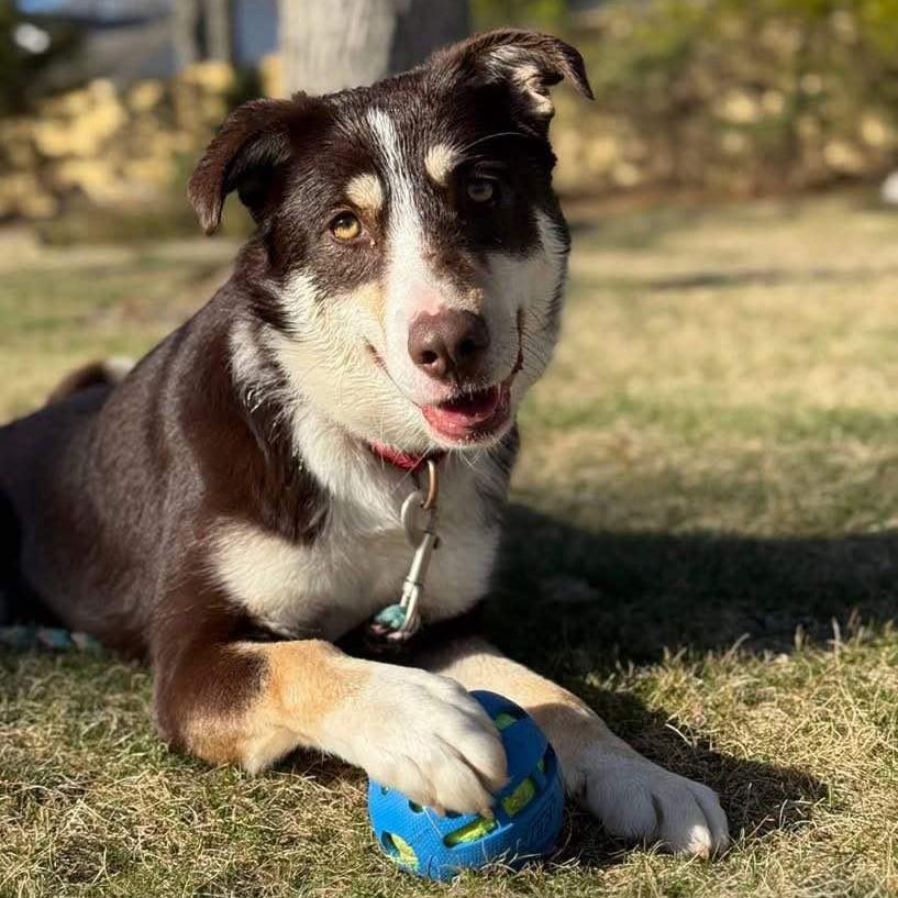 Dog for adoption - Kate, an Australian Shepherd Mix in Buffalo, NY ...