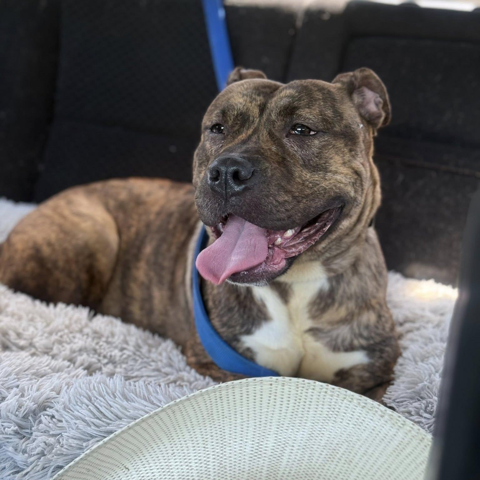 Dog for adoption - Freydis Eriksdottir, a Pit Bull Terrier in Ashland ...