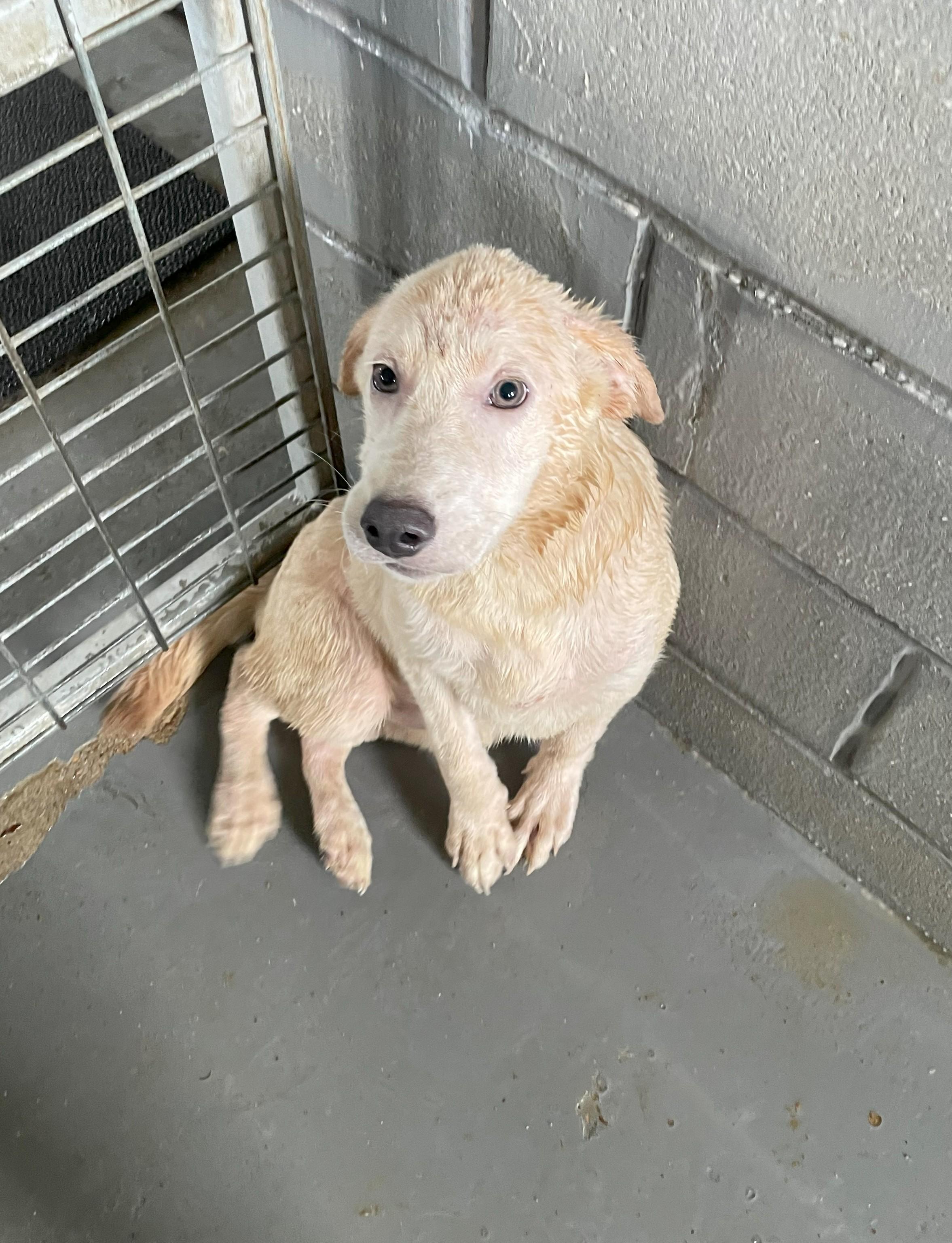 Dog for adoption - Mac - currently on hold, a Golden Retriever Mix in ...