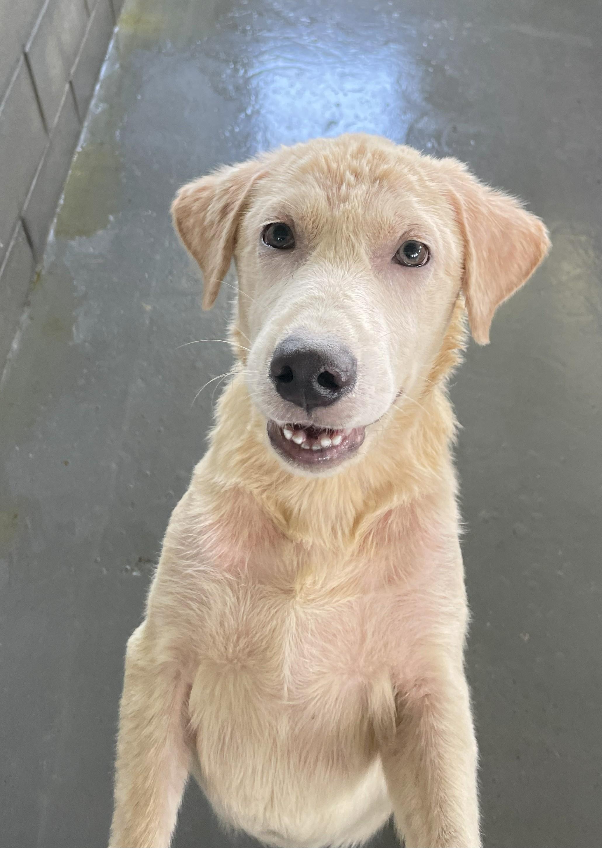 Dog for adoption - Mac - currently on hold, a Golden Retriever Mix in ...