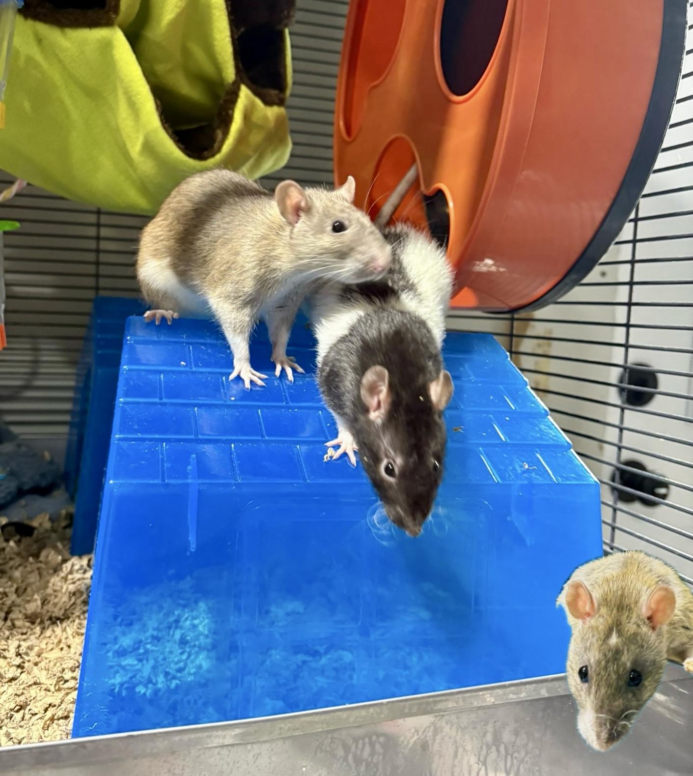 Rat for adoption - Spirit, Honor and Courage, a Rat in Howell, NJ ...