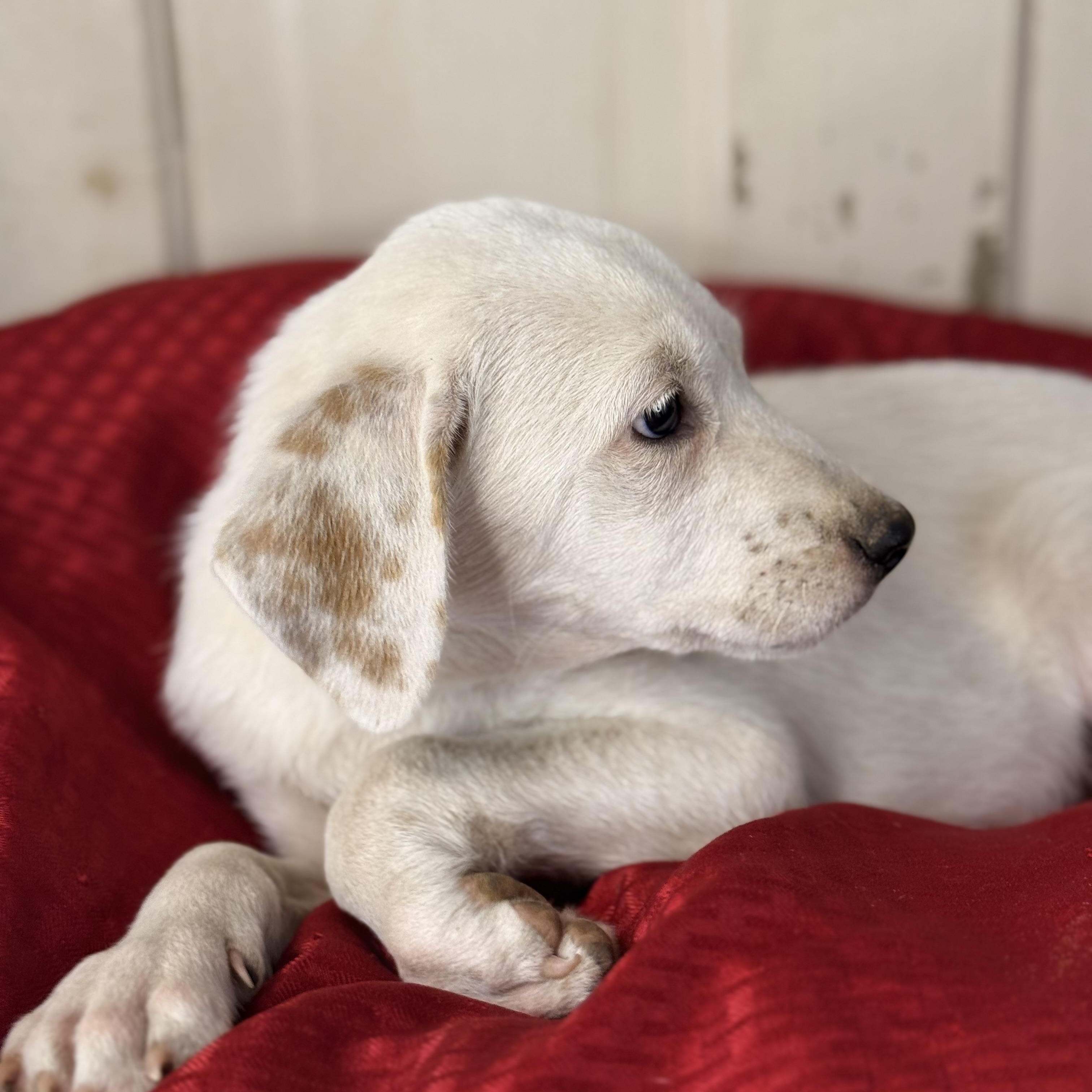 Dog for adoption - Asher, a Great Pyrenees & Black and Tan Coonhound ...