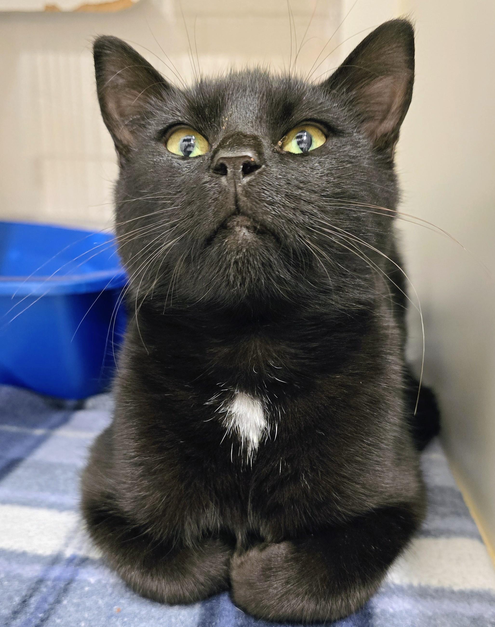 5-481 Emilio - Adoptable Pet | Petfinder | Petfinder