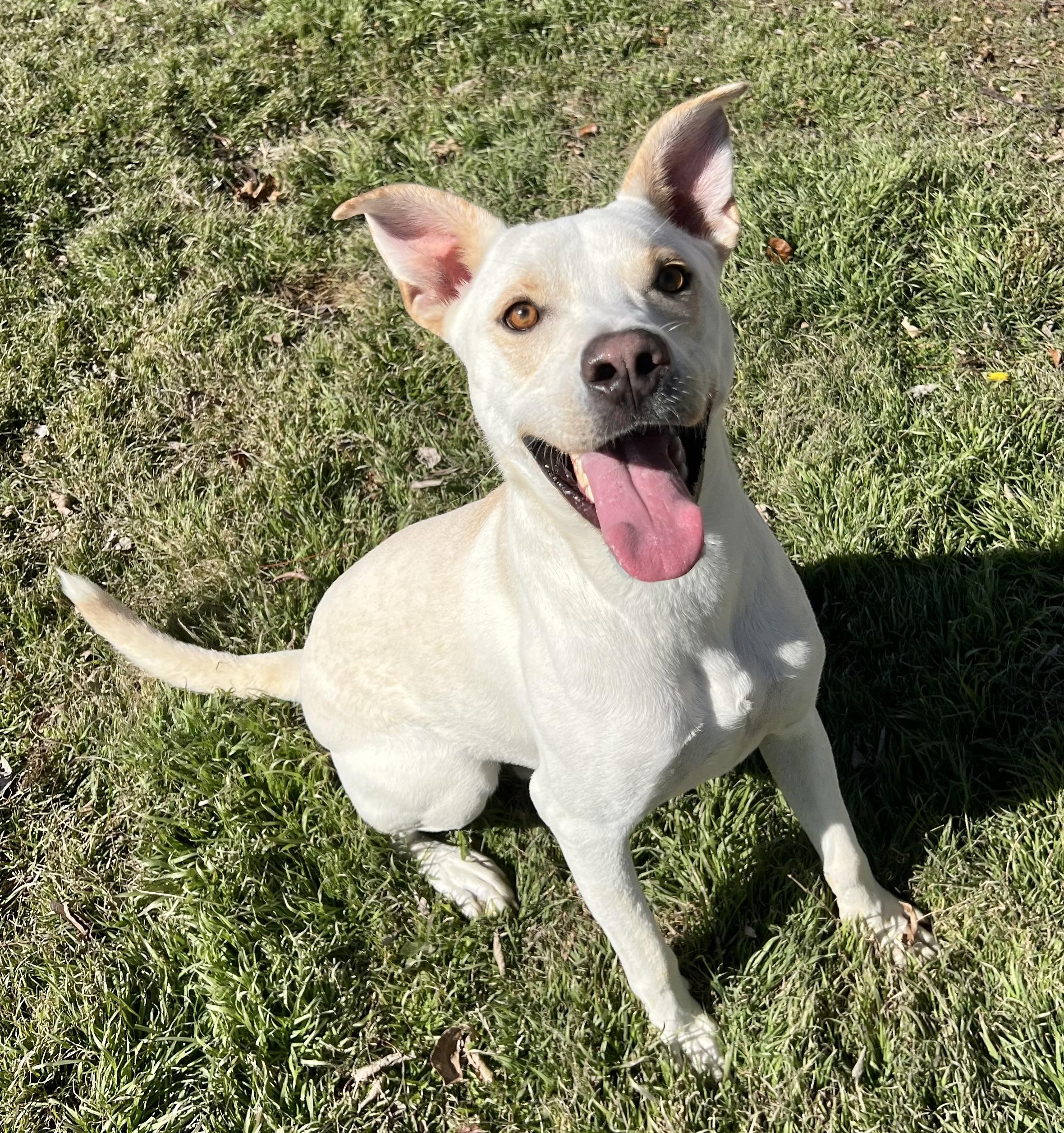 Dog for adoption - Meeks, a Labrador Retriever Mix in Gainesville, TX ...