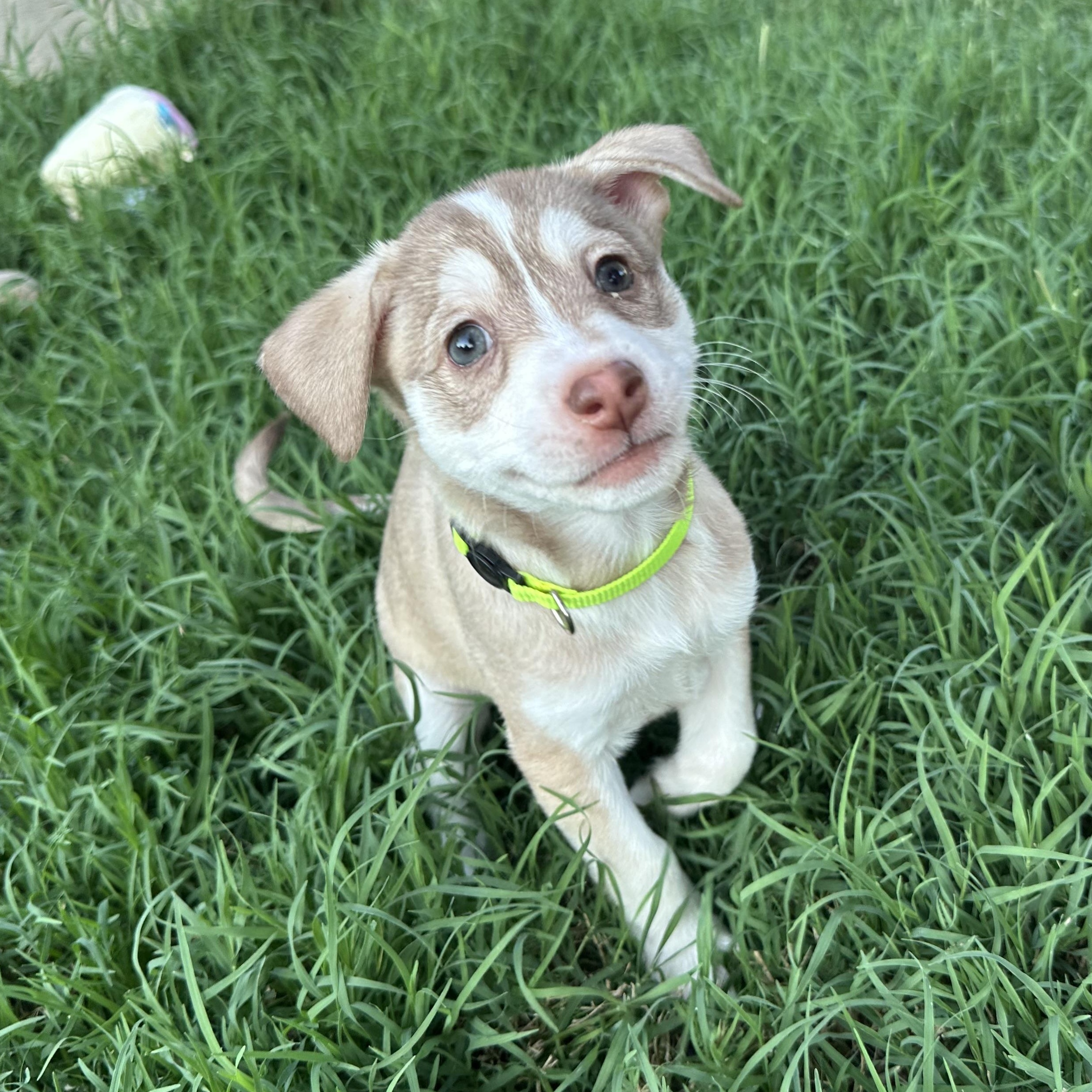 Dog for adoption - Livvy, a Labrador Retriever & Husky Mix in Franklin ...