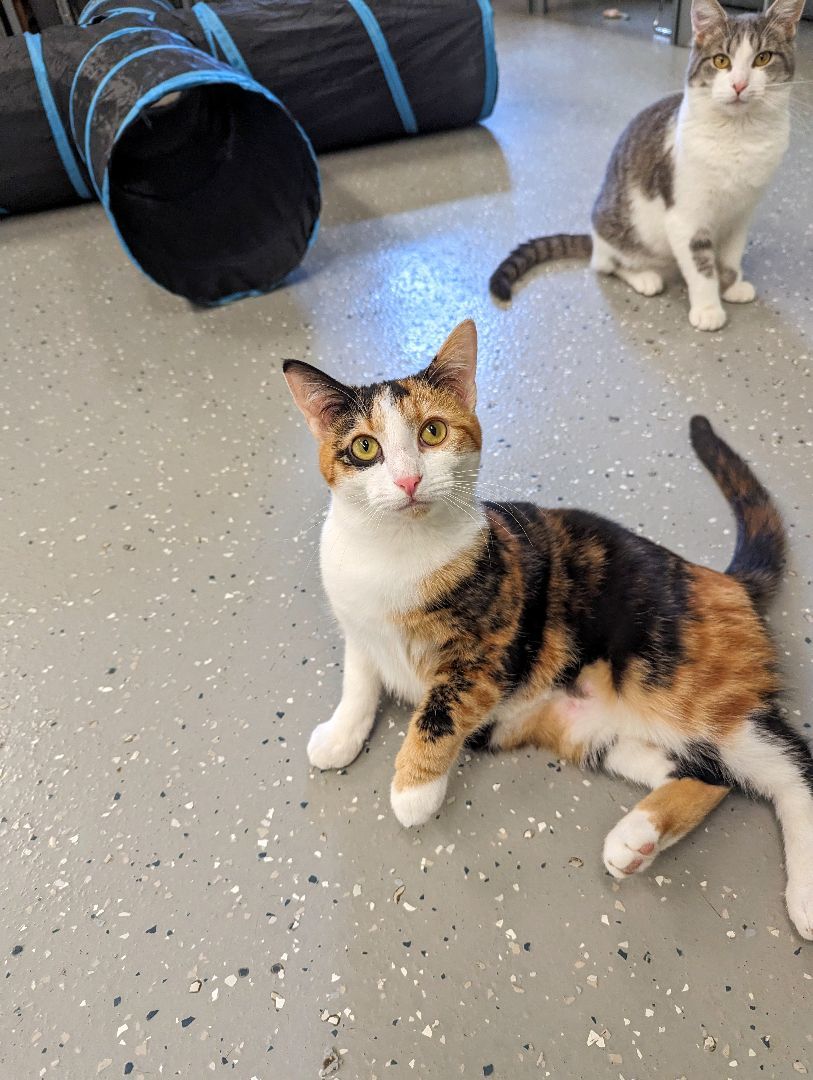 Adoptable Pets | Animal Rescue Project