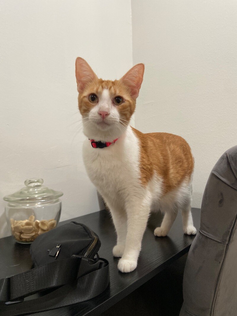 Cat for adoption - Mario Andretti, a Tabby Mix in Provo, UT | Petfinder