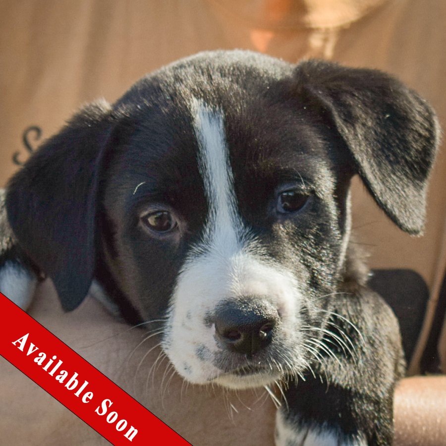 Dog for adoption - Rayven, a Black Labrador Retriever & Catahoula ...