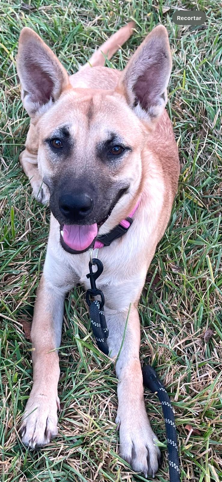Dog for adoption - Lucy, a German Shepherd Dog Mix in Austin, TX ...