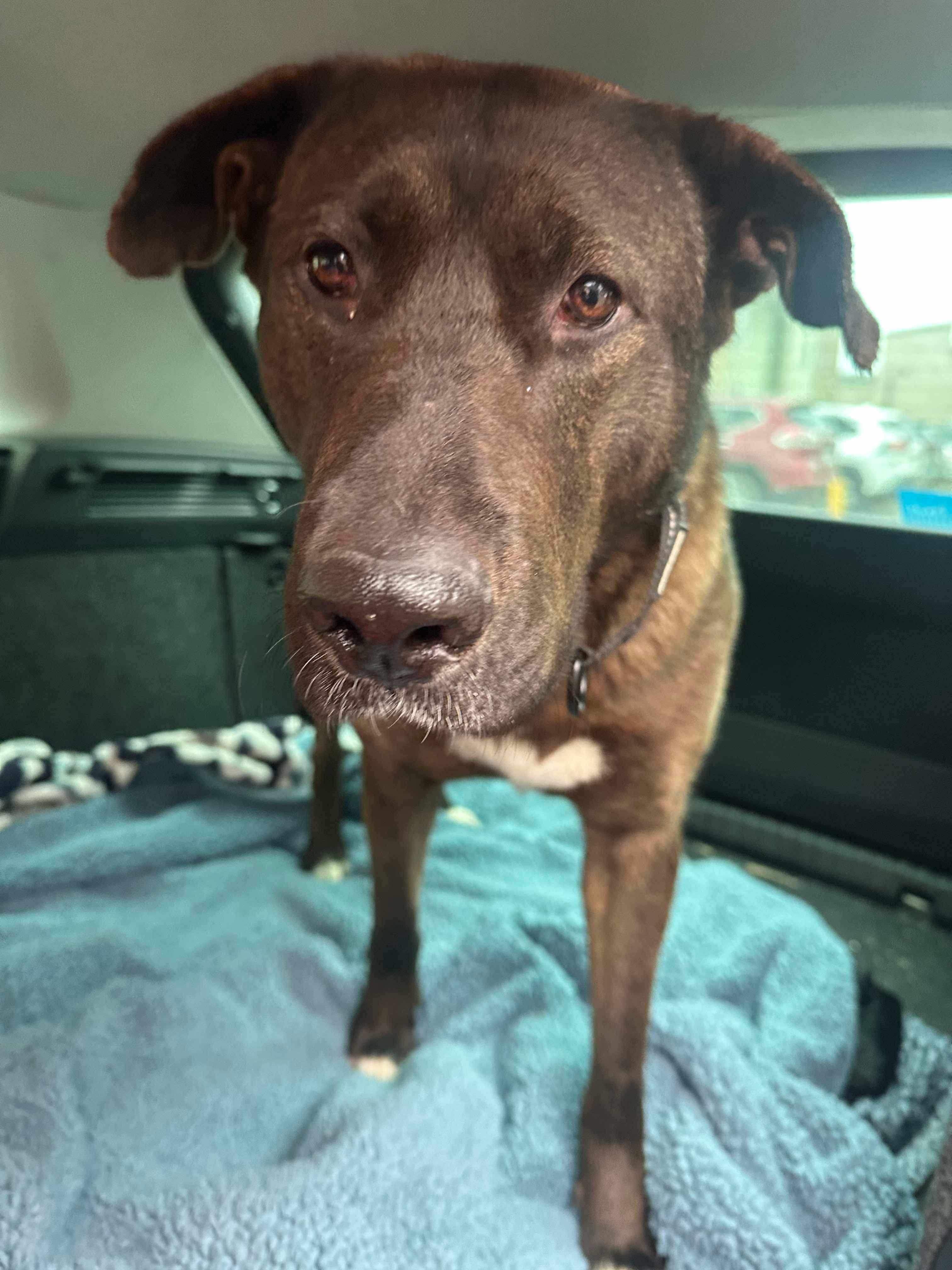 Dog for adoption - Candi, a Labrador Retriever & Dutch Shepherd Mix in ...