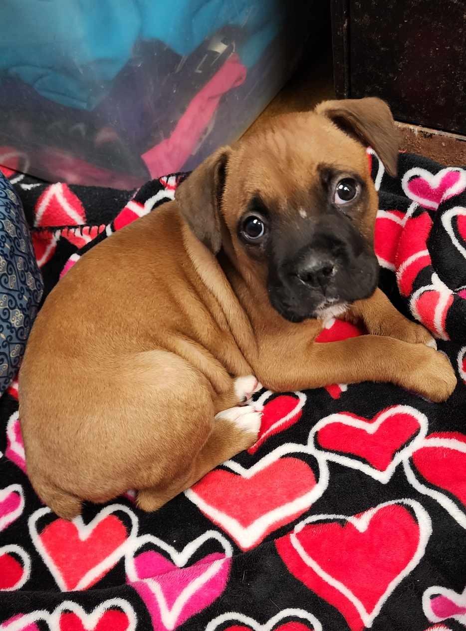 Dog for adoption - Maddie, a Boxer & Pit Bull Terrier Mix in Maryville ...