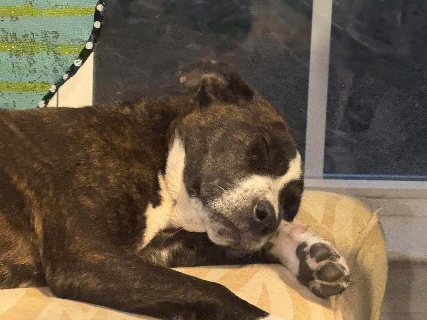 Dog for adoption - Suki, a Boxer Mix in Chalfont, PA | Petfinder