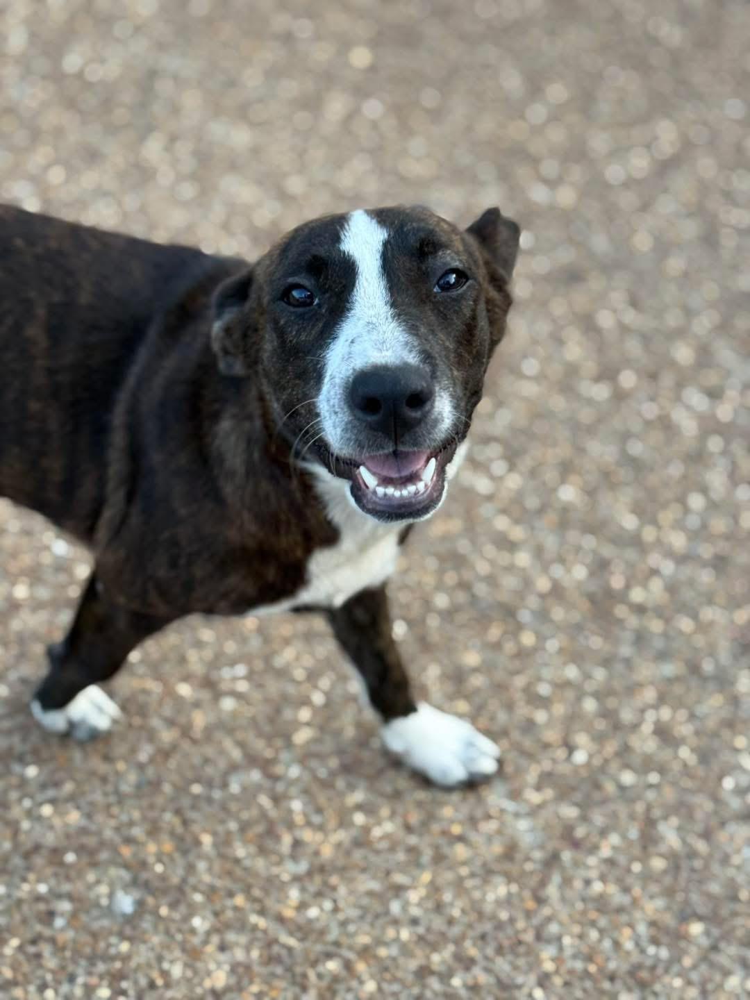 Dog for adoption - Suki, a Boxer Mix in Chalfont, PA | Petfinder