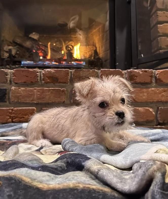 Dog for adoption - Toots, a Terrier in Overland Park, KS | Petfinder