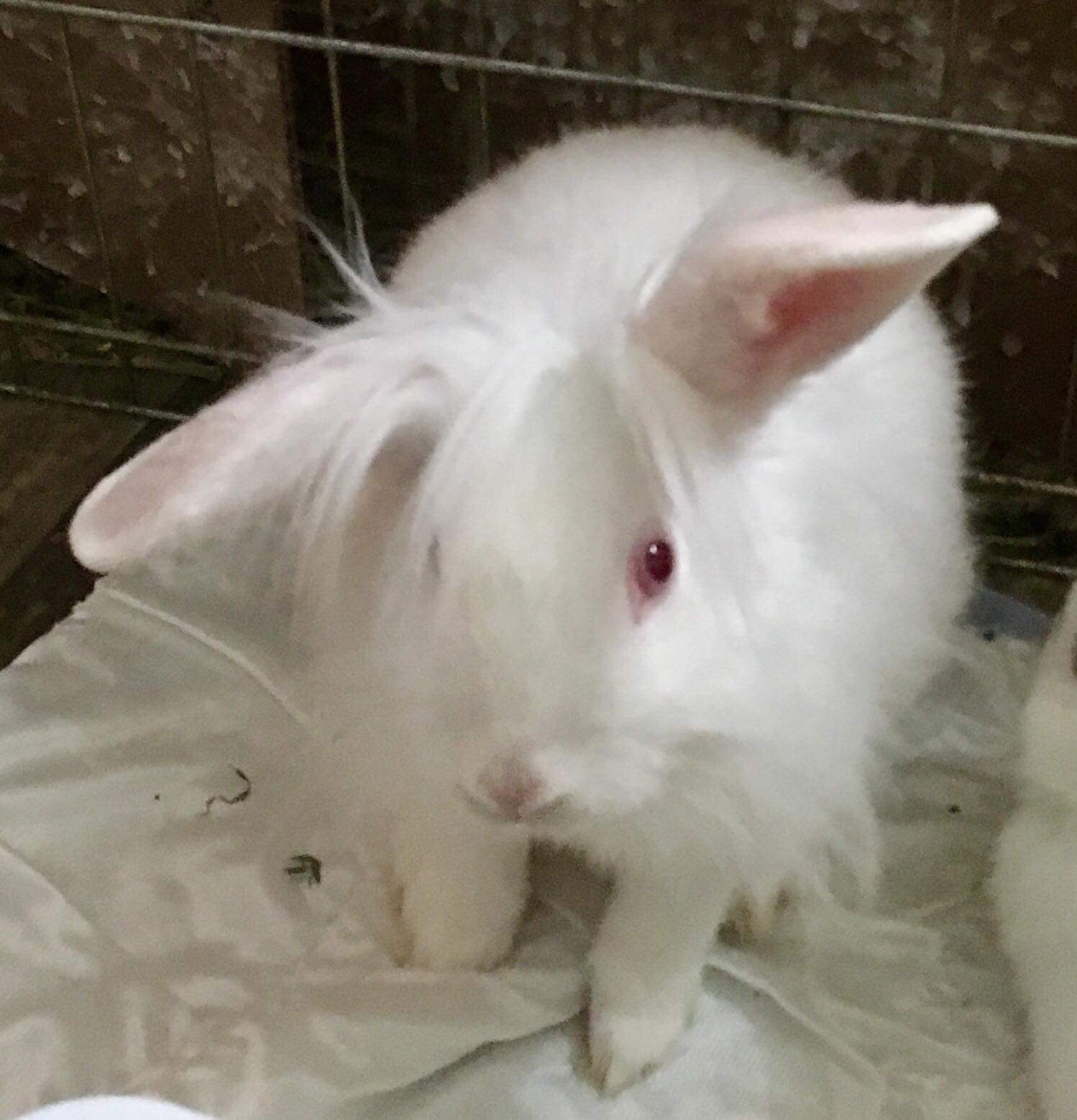 Rabbit for adoption - Mack, a Mini Lop & Lionhead Mix in Westerville ...