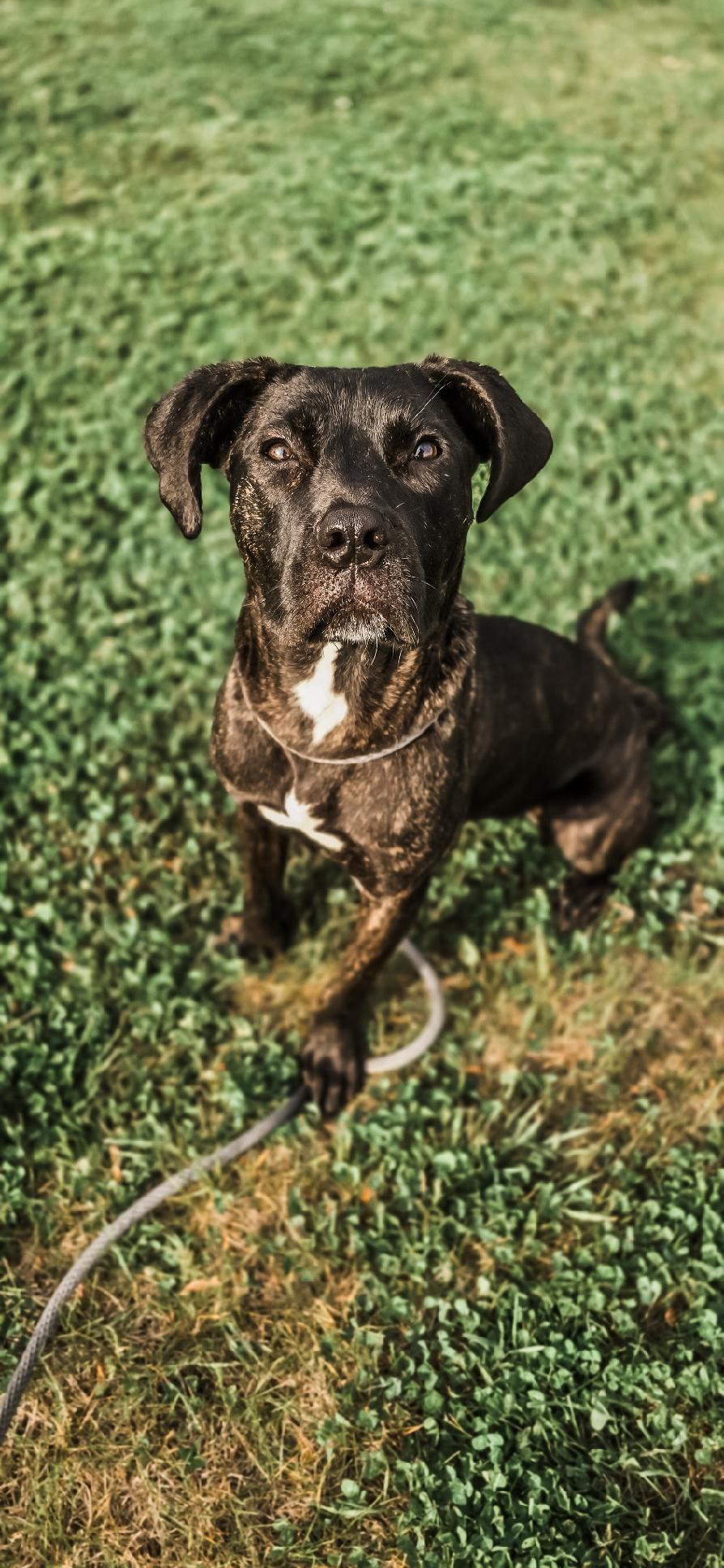 Dog for adoption - Coraline, a Pit Bull Terrier Mix in Mokena, IL ...