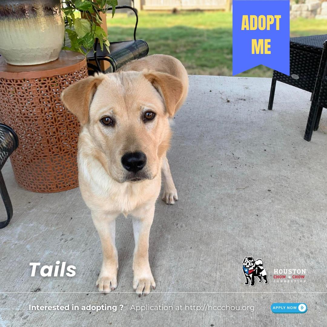 Dog for adoption - Tails, a Chow Chow & Labrador Retriever Mix in ...