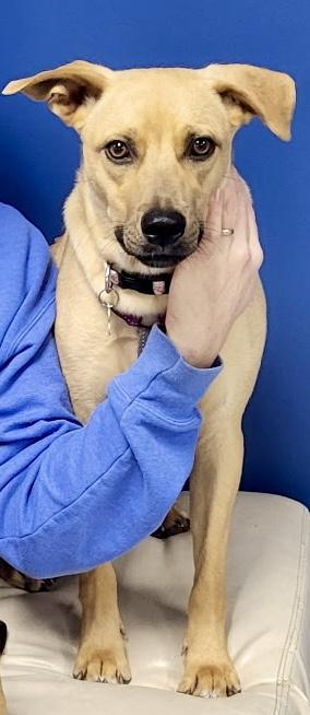 Dog for adoption - Layne, a Black Mouth Cur & Yellow Labrador Retriever ...