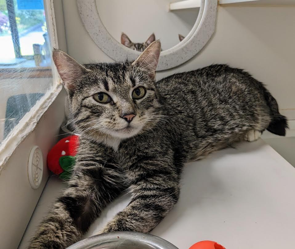 ADOPT - Whatcom Humane Society