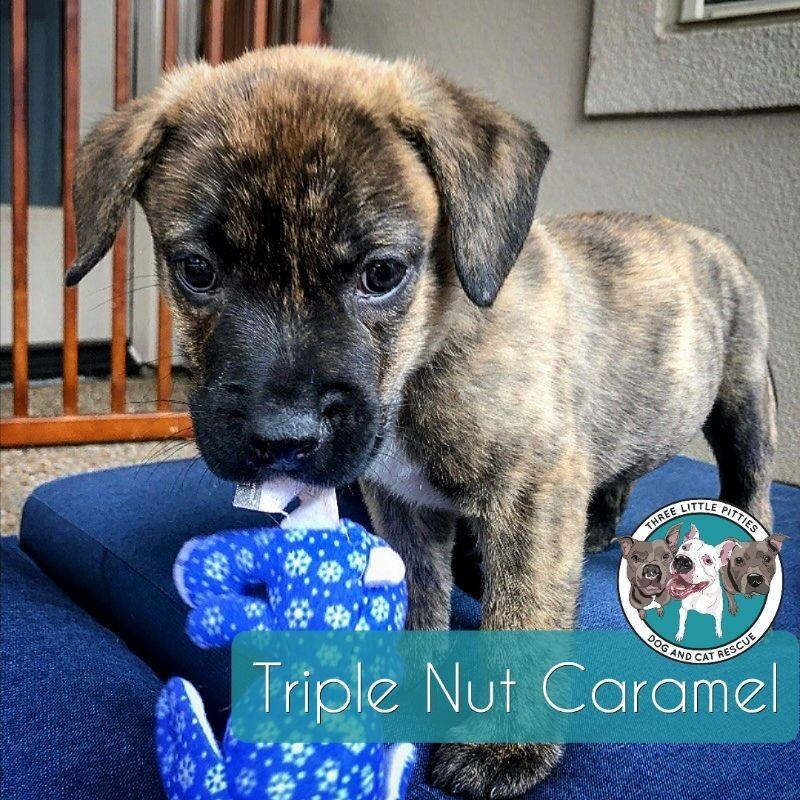 Dog for adoption - Triple Nut Caramel Milkshake, a Pit Bull Terrier ...