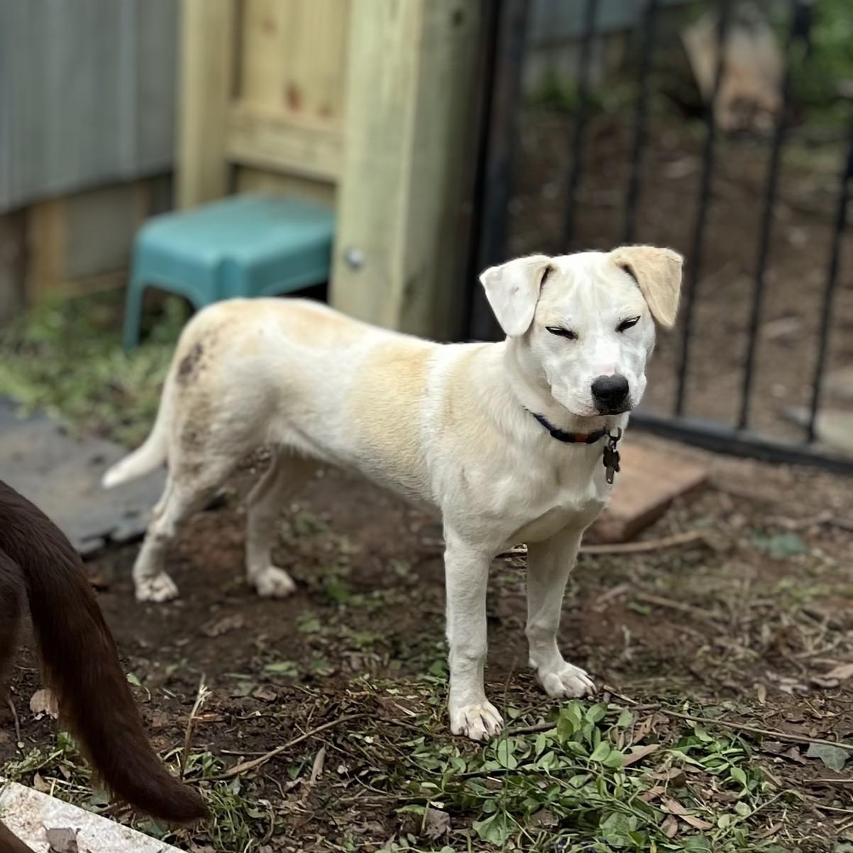 North Meck Animal Rescue