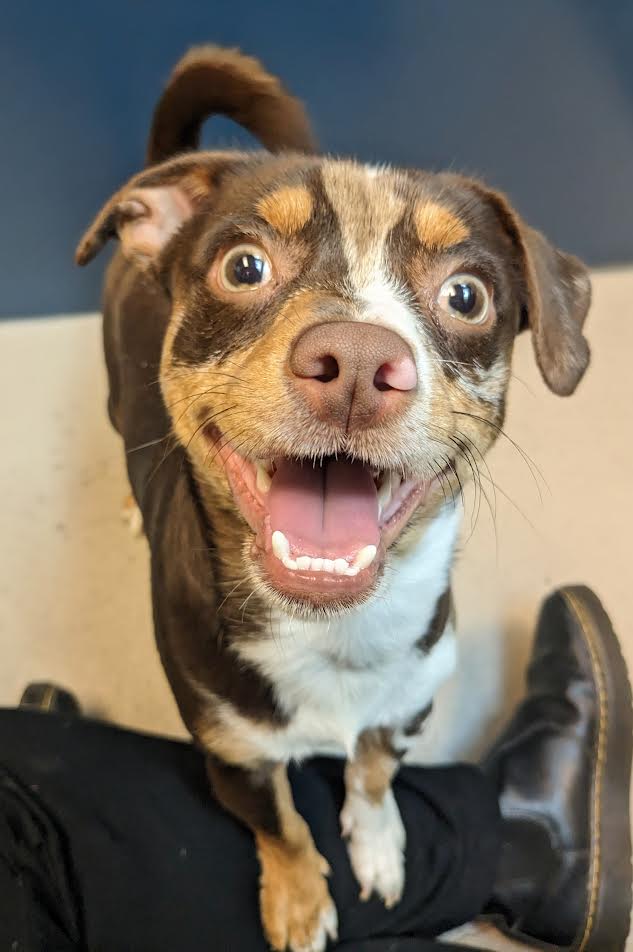 ADOPT - Whatcom Humane Society