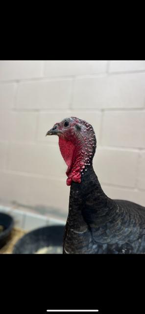 Turkey for adoption - 2 Female Turkeys, a Turkey in Upper Sandusky, OH ...