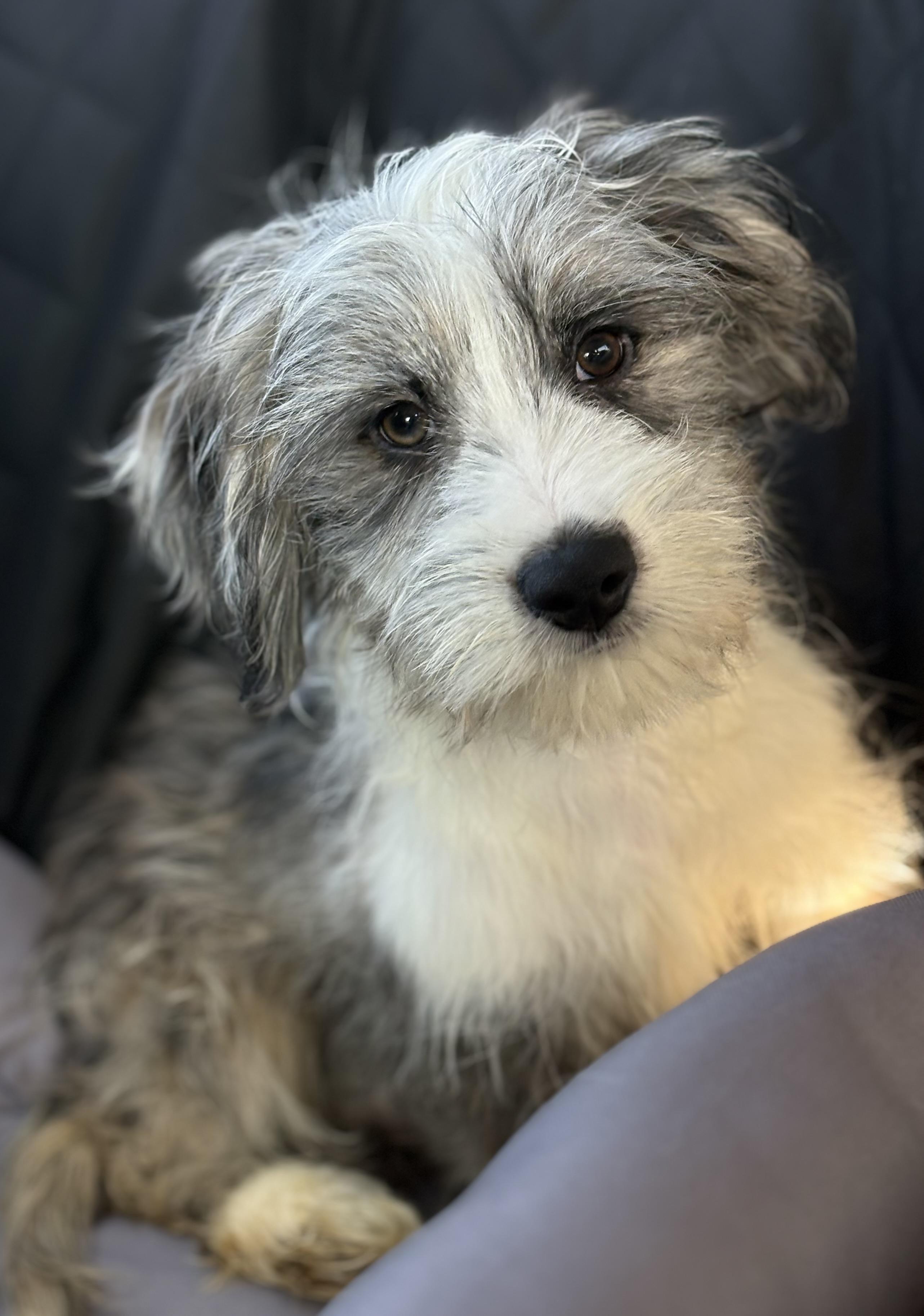 Dog for adoption - Eyeore, a Poodle & Terrier Mix in Yuba City, CA ...