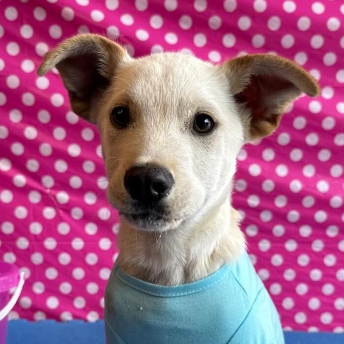 Dog for adoption - Sully, a Feist & Labrador Retriever Mix in ...