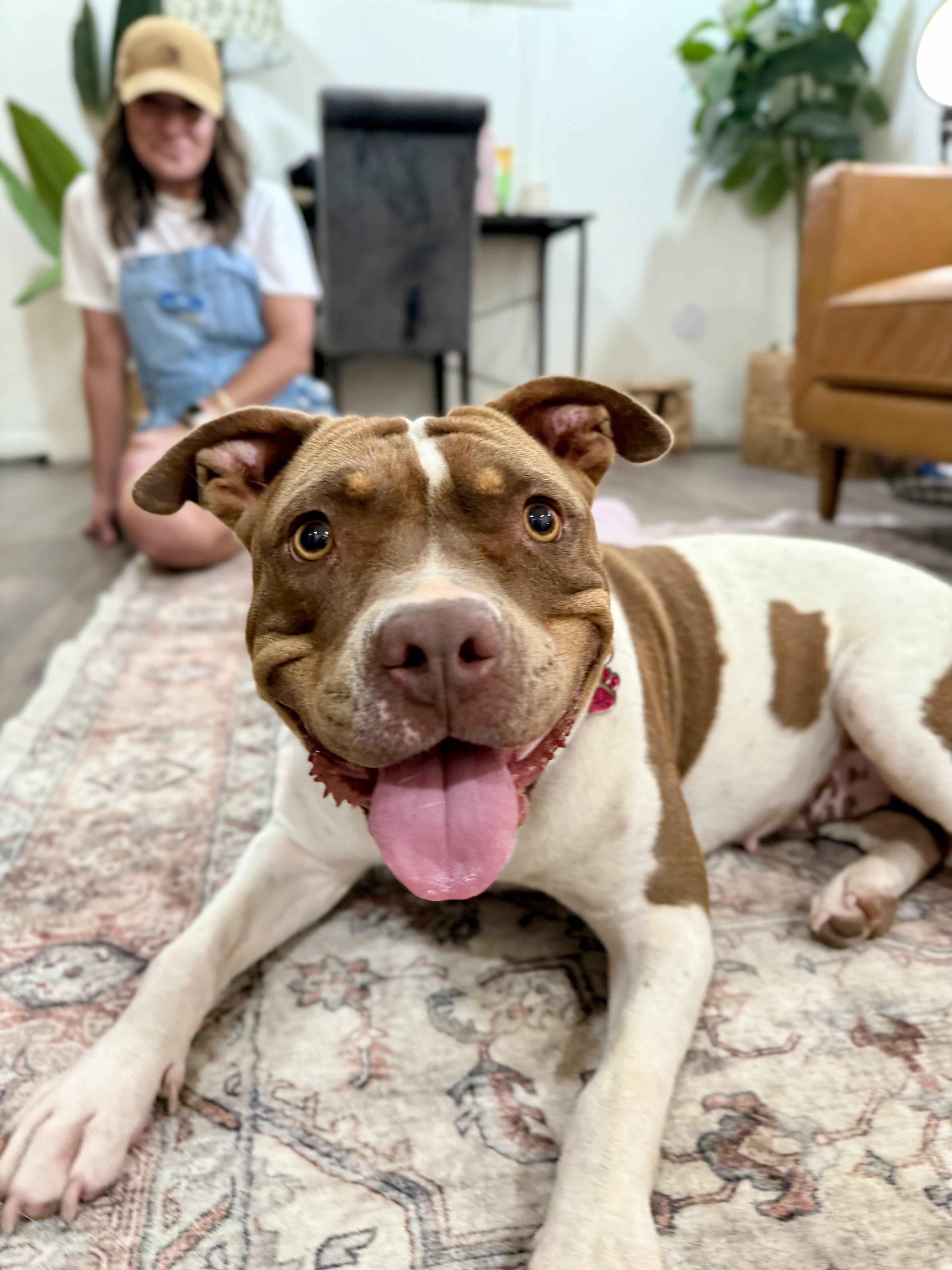 Dog for adoption - Lenora Snortlebelle the squishy snuggle bug, a Pit ...