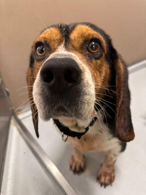 Noah - Adoptable Pet | Petfinder | Petfinder