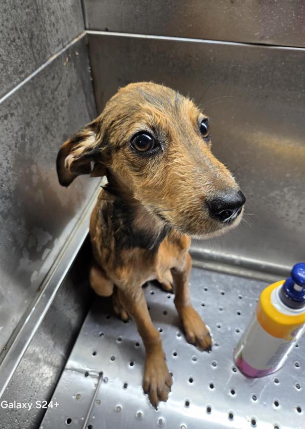 Dog for adoption - Robert Redford, a Shepherd & Labrador Retriever Mix ...