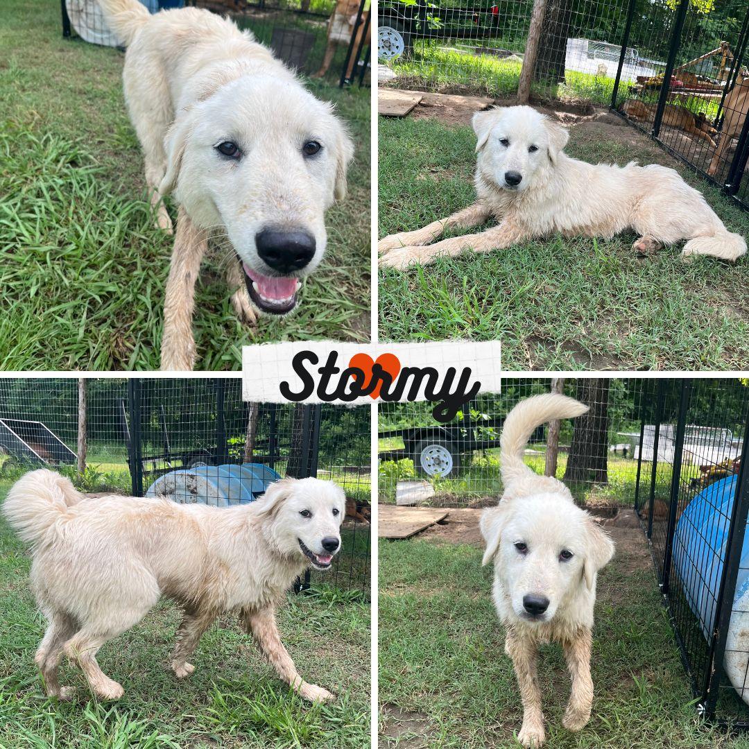 Dog for adoption - Stormy, a Great Pyrenees & Golden Retriever Mix in ...
