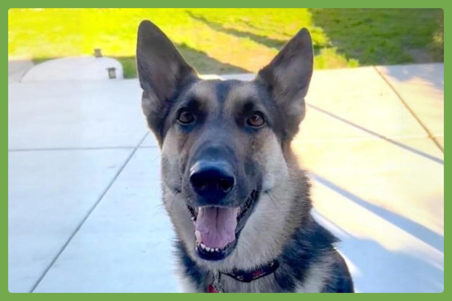 Dog for adoption - Yoru, a German Shepherd Dog in Portland, OR | Petfinder