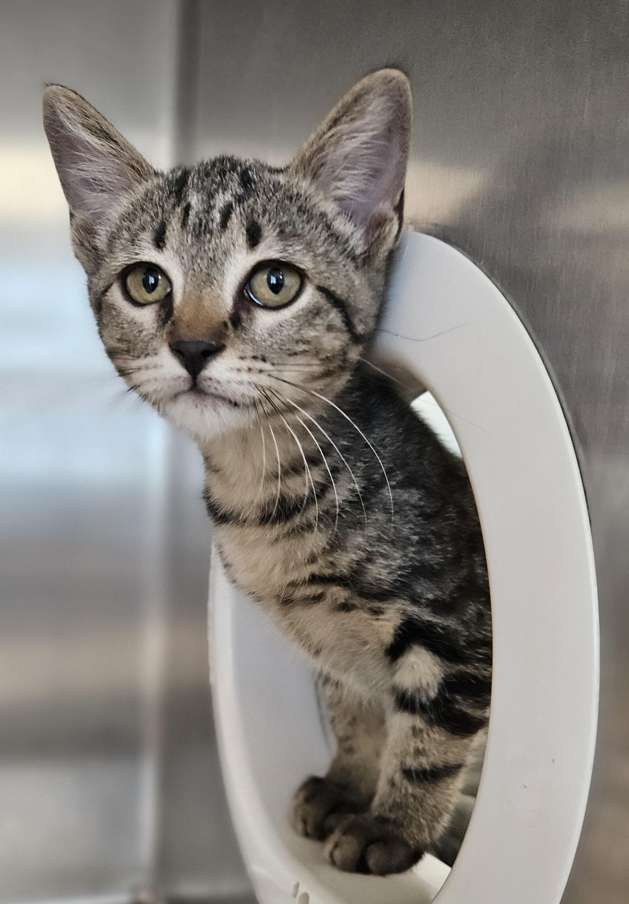 Cat for adoption - Gherkin, a Domestic Short Hair in Denver, CO | Petfinder